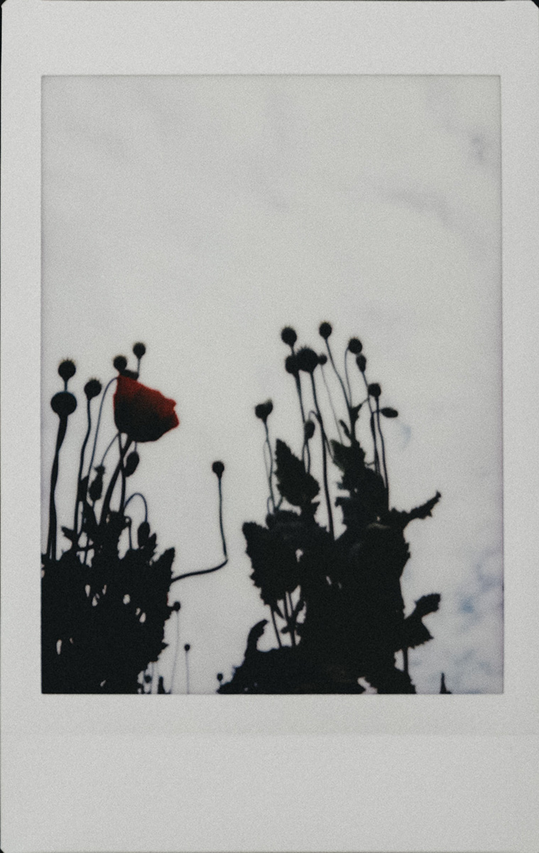 Crop photos from collage in Photoshop - Edit with Kim