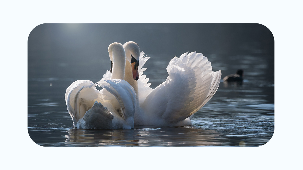 Create photo with round corners in Photoshop - Edit with Kim